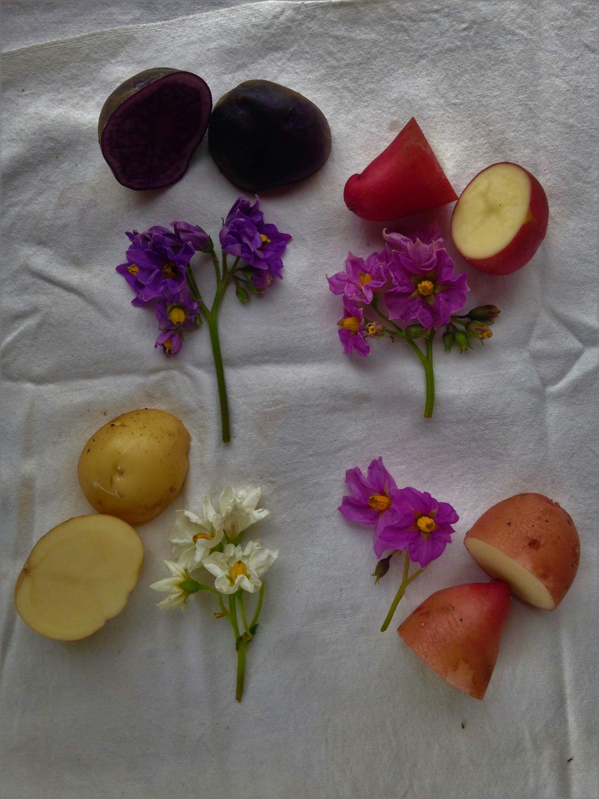 The Potato Project – Metchosin Farm