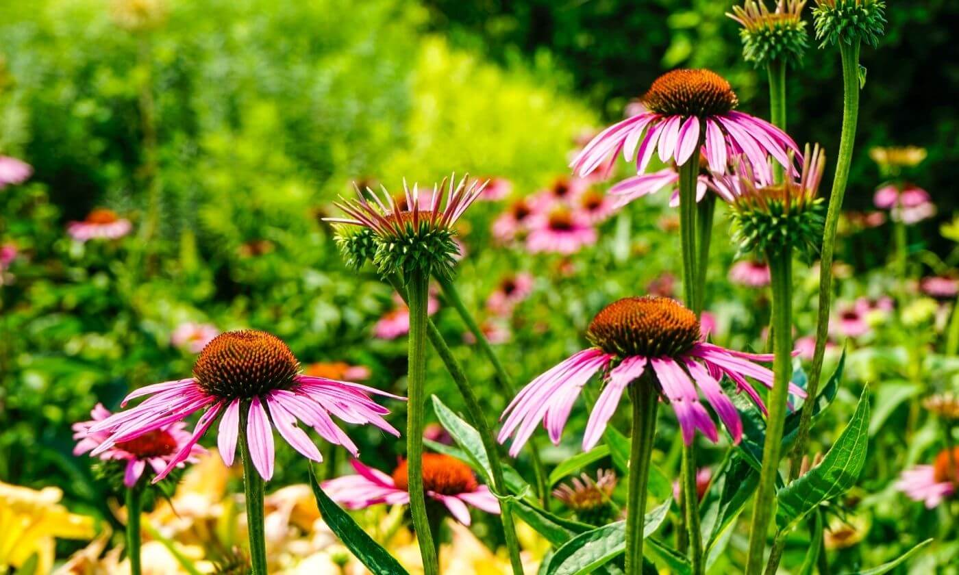 100% Canadian Grown Perennial Seeds – Metchosin Farm