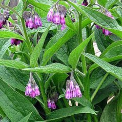 100% Canadian Grown Comfrey Root Stock – Metchosin Farm