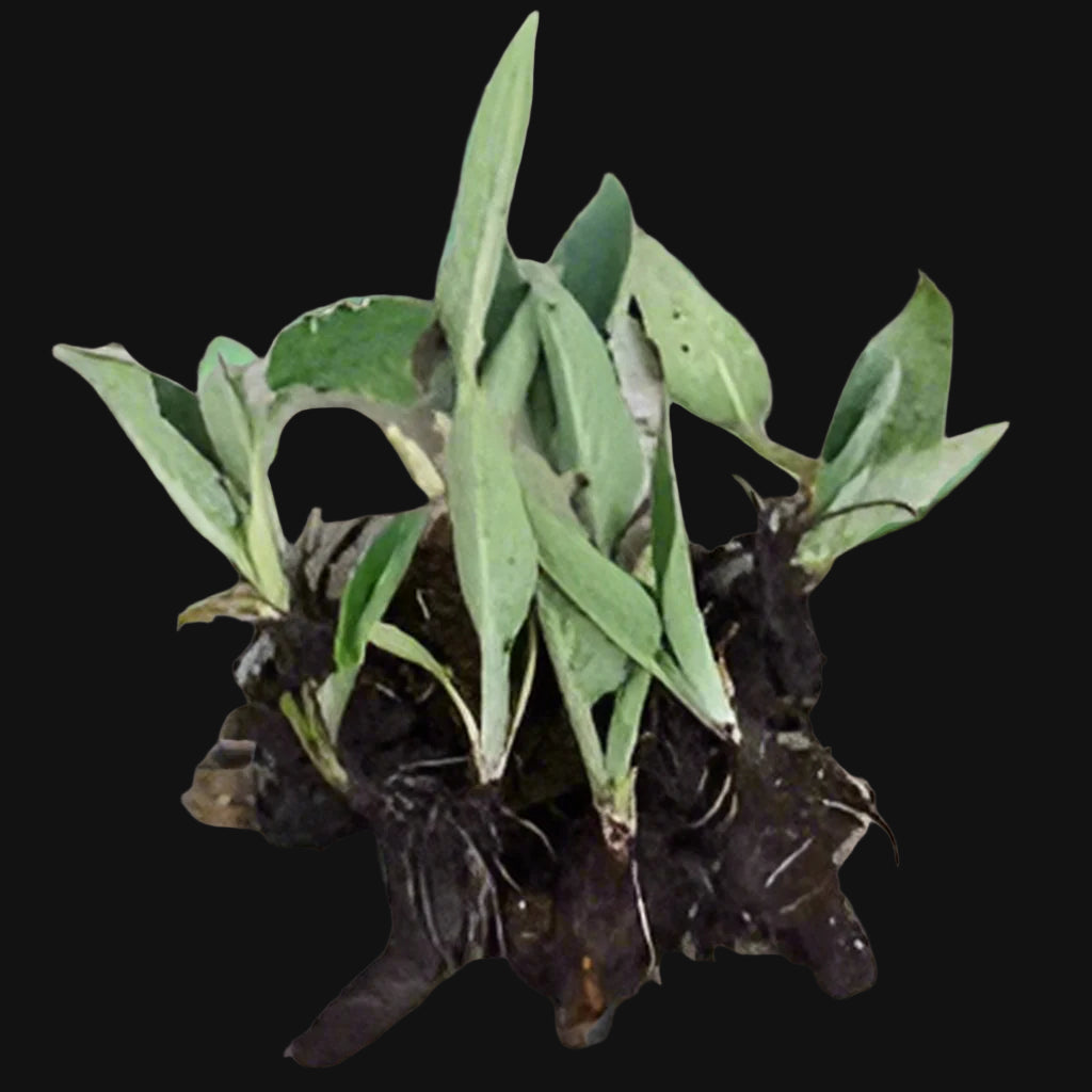 100% Canadian Grown Comfrey Root Stock – Metchosin Farm