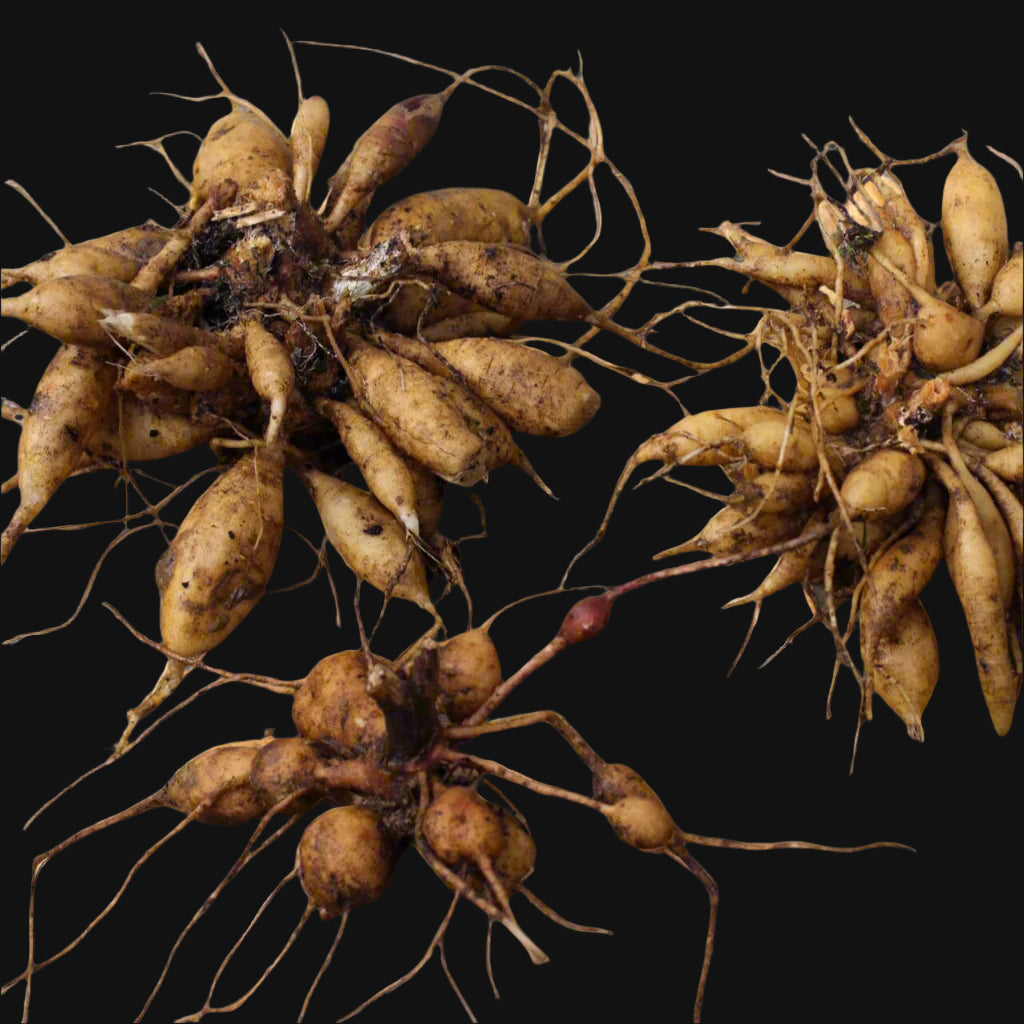 100% Canadian Grown Dhalia Root Stock – Metchosin Farm