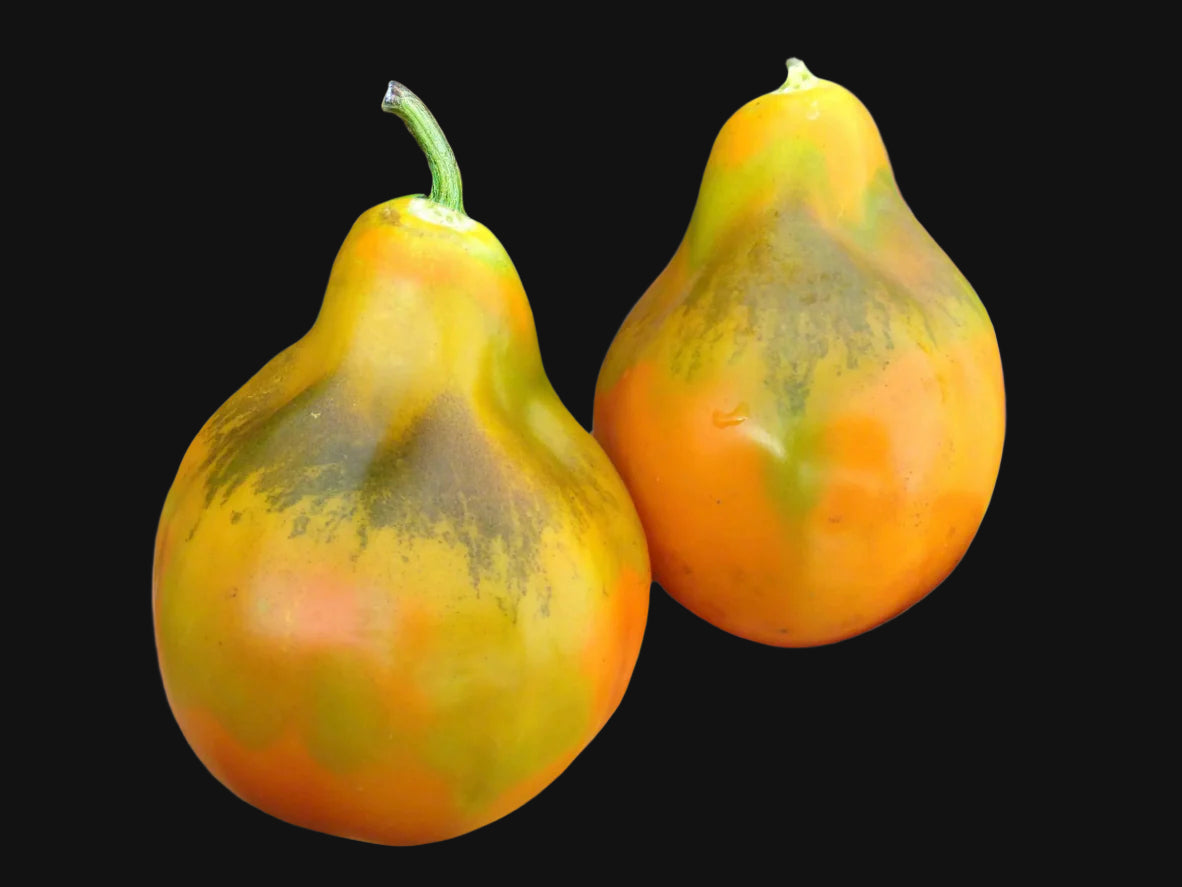 100% Canadian Grown Giant Orange Pear Tomato Seeds – Metchosin Farm