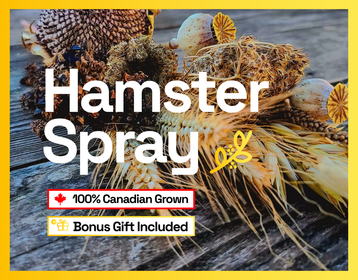 Buy Organic Organic Hamster Spray Collection Seeds Canada | Metchosin Farm