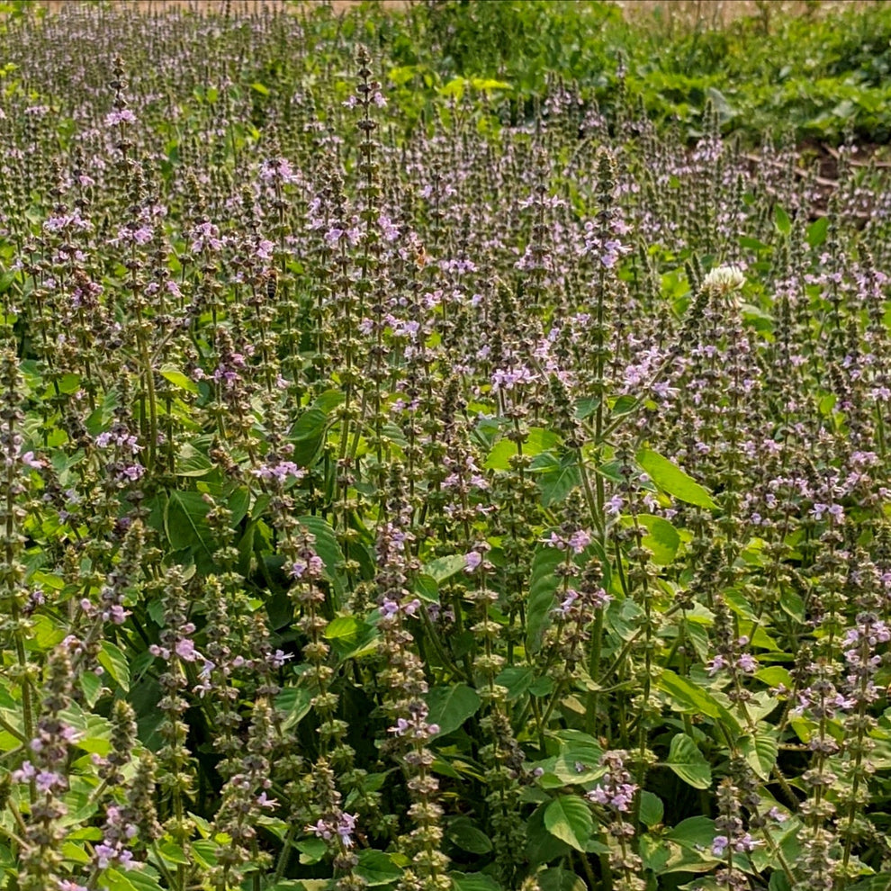 Buy Organic The Plant Medicine Collection Seeds Canada | Metchosin Farm