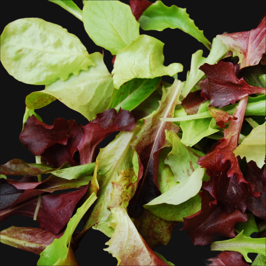 100% Canadian Grown Lettuce Mix Seeds – Metchosin Farm