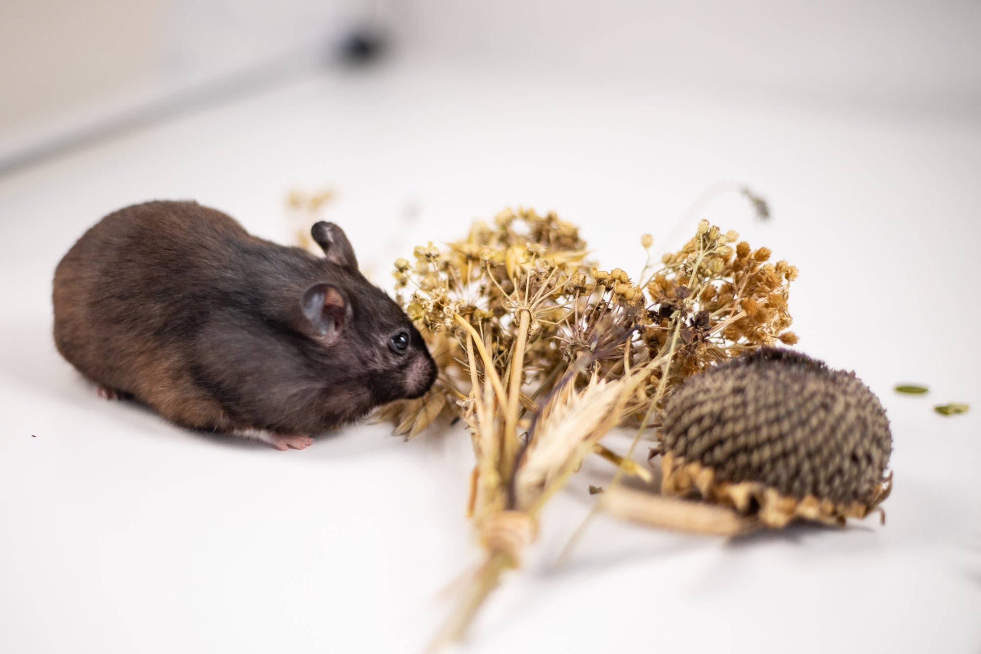 100% Canadian Seed Products and Small Pet Forage – Metchosin Farm