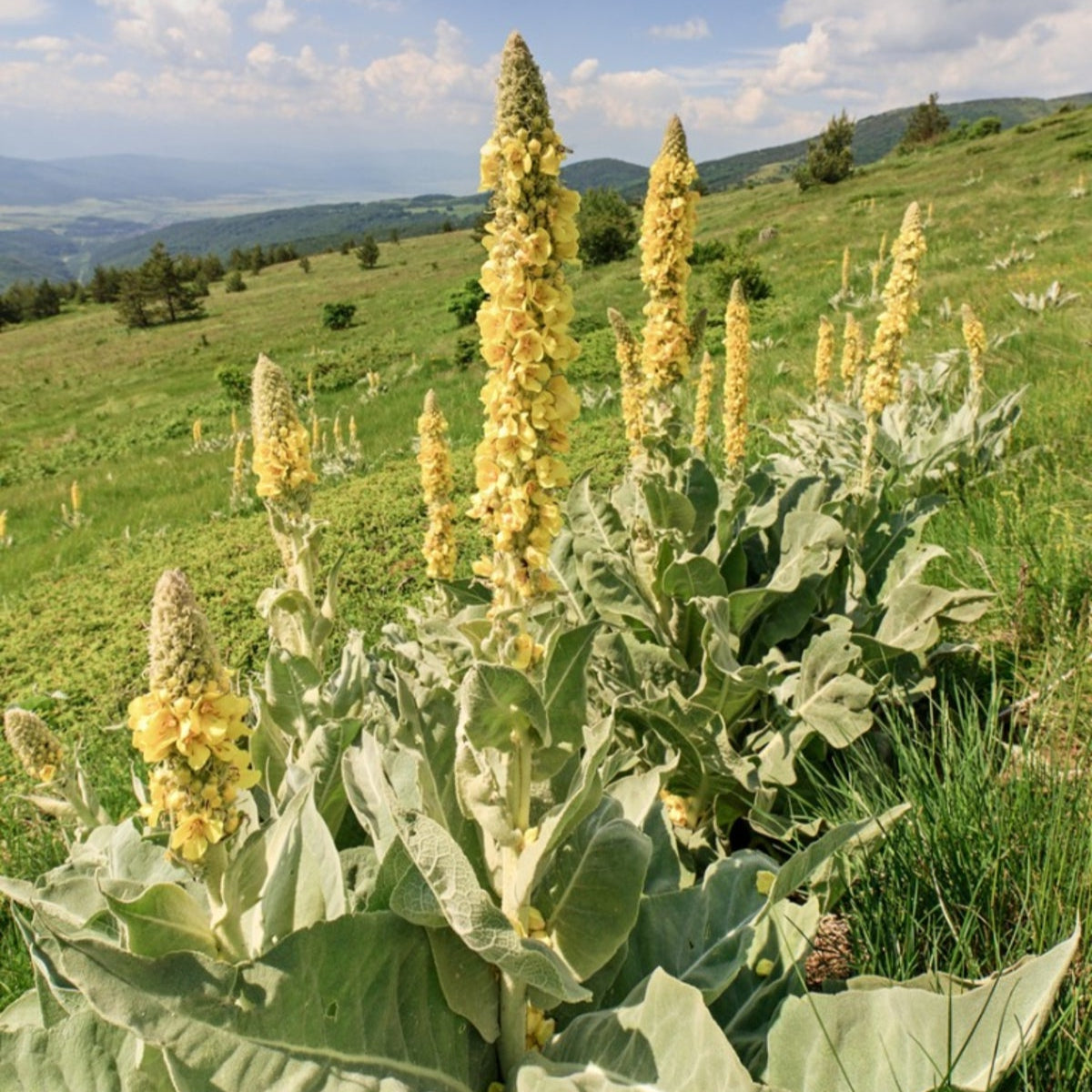 100% Canadian Grown Mullein Seeds – Metchosin Farm