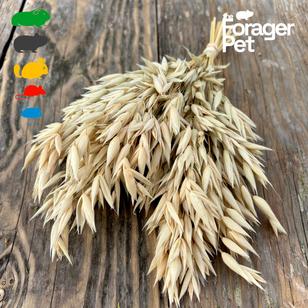 100% Canadian Grown Enclosure Enrichment Hulless Oat Spray – Metchosin Farm