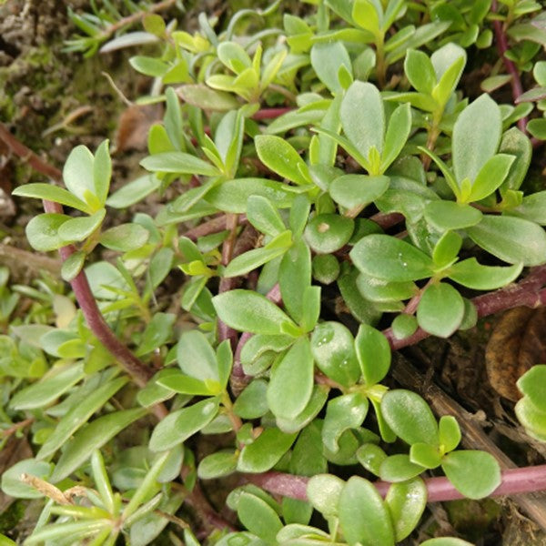 100% Canadian Grown Purslane Seeds – Metchosin Farm