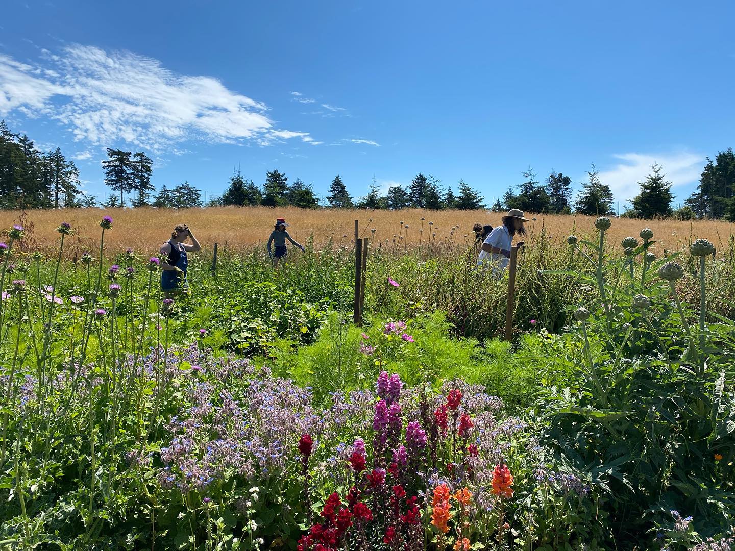 100% Canadian Seed Products and Rodent Forage – Metchosin Farm