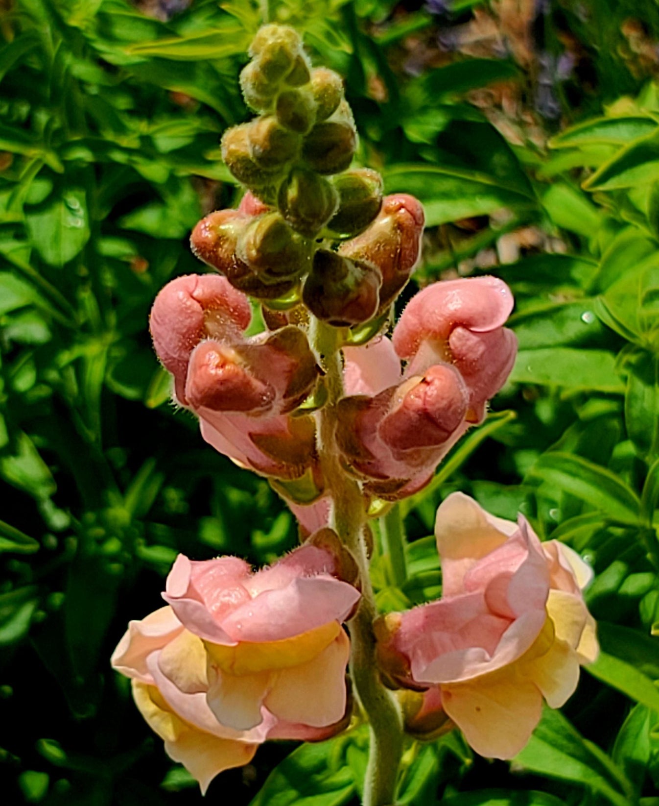 Buy Organic Snapdragon Mix Seeds Canada | Metchosin Farm