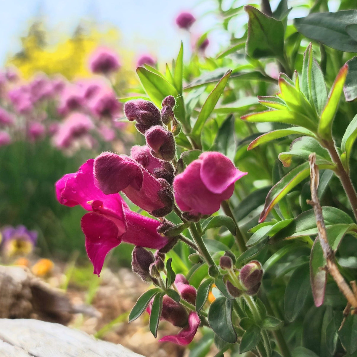 Buy Organic Snapdragon Mix Seeds Canada | Metchosin Farm