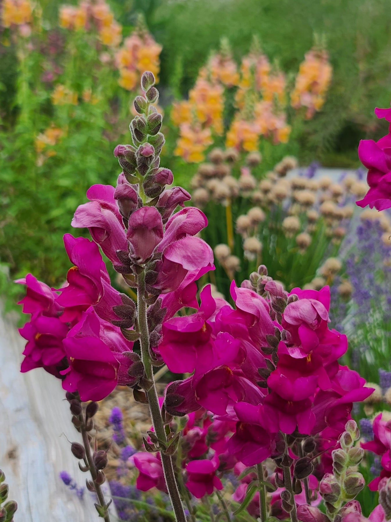 Buy Organic Snapdragon Mix Seeds Canada | Metchosin Farm