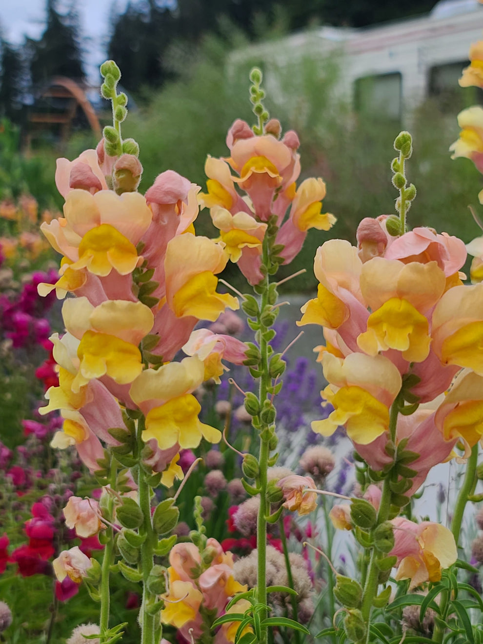 Buy Organic Snapdragon Mix Seeds Canada | Metchosin Farm