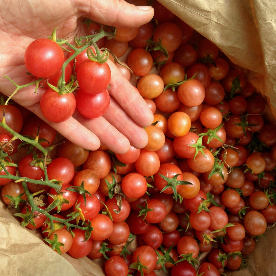 100% Canadian Seeds & Pet Treats | Non-GMO | Organic | Open-pollinated – Metchosin Farm