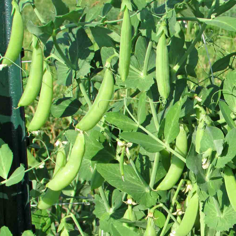 100% Canadian Grown Sugar Anne Snap Pea Seeds – Metchosin Farm