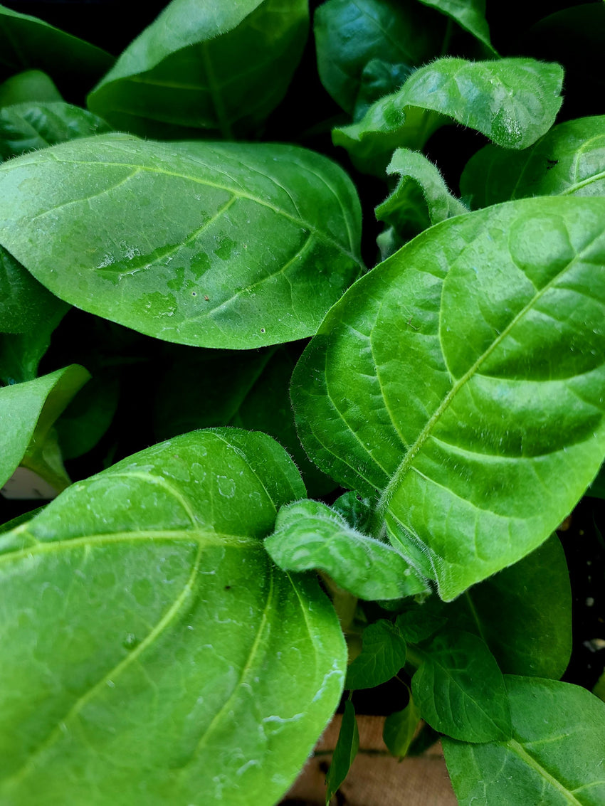 100% Canadian Grown Tobacco Seeds – Metchosin Farm