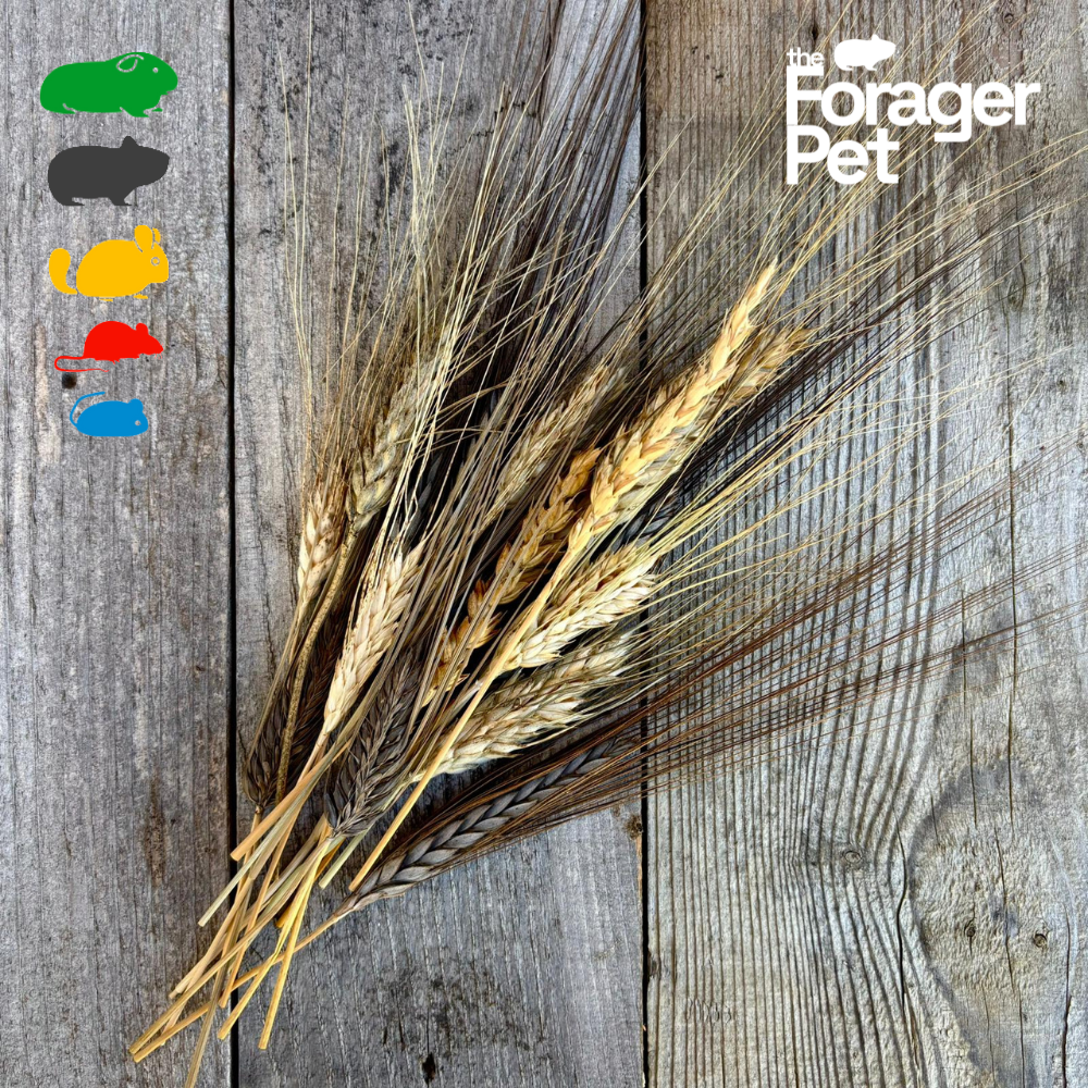 100% Canadian Grown Enclosure Enrichment Wheat Spray – Metchosin Farm