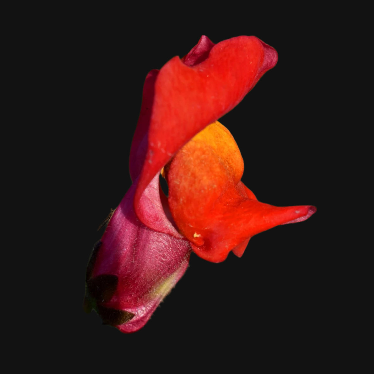 Buy Organic Snapdragon Mix Seeds Canada | Metchosin Farm